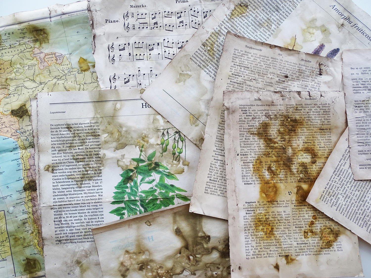 How to create Botanical Contact prints at home (ENG) – angeladesigns